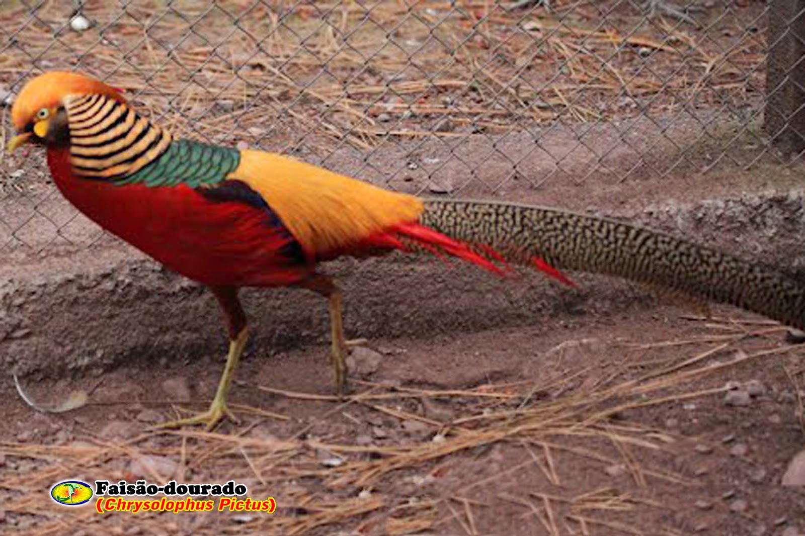 Zoologia: Faisão-dourado (Chrysolophus pictus)